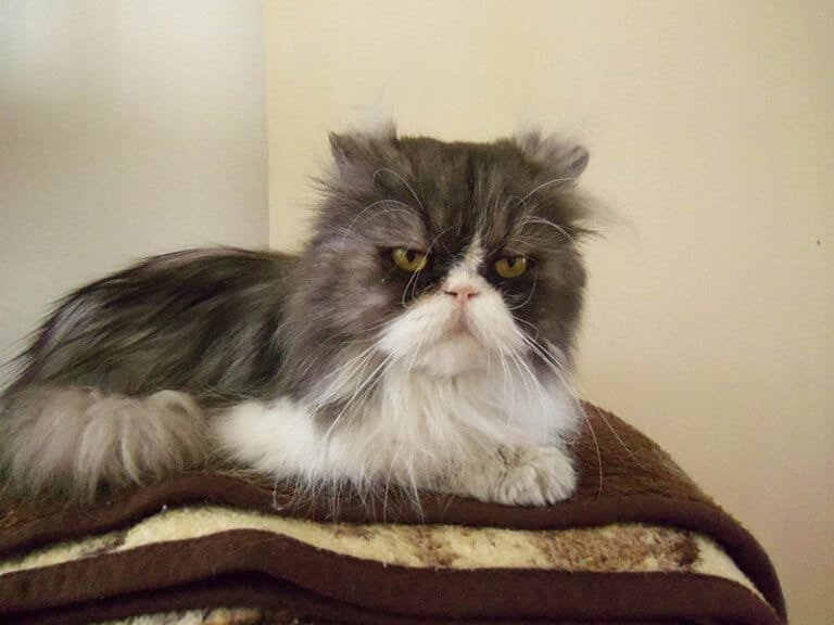 Chat Persan: caractère, prix et physique | Lebernard