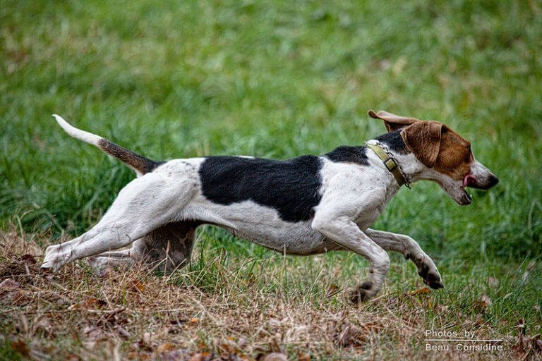 Foxhound - caractère, éducation, alimentation et santé