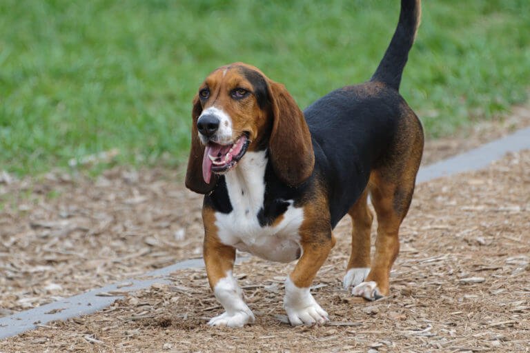 Basset hound - caractère, éducation et alimentation