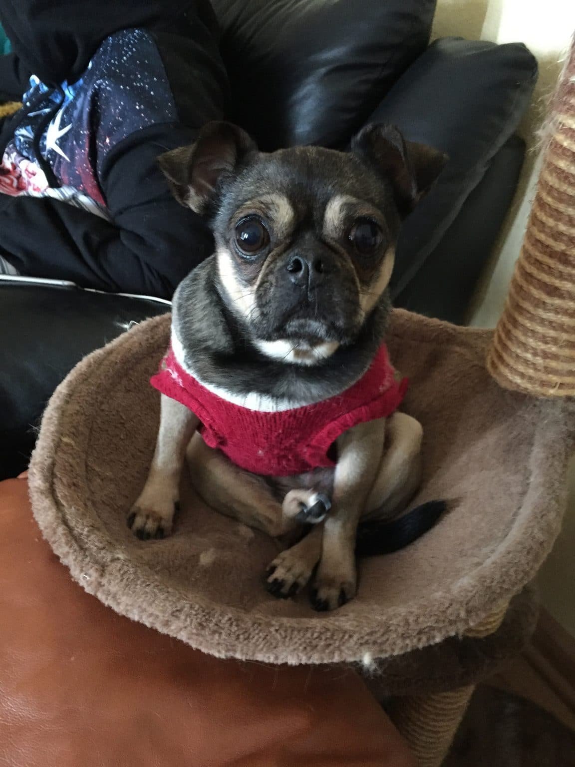 Élevages chug Québec - chiots à vendre [2024]