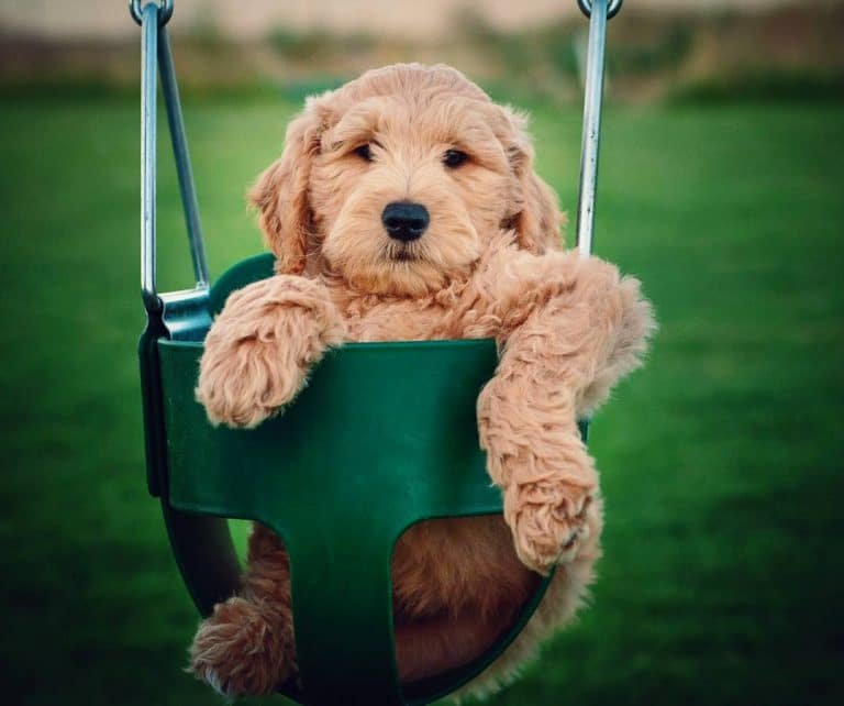Goldendoodle Adoption Canada - Rescue & Rehoming [2024]
