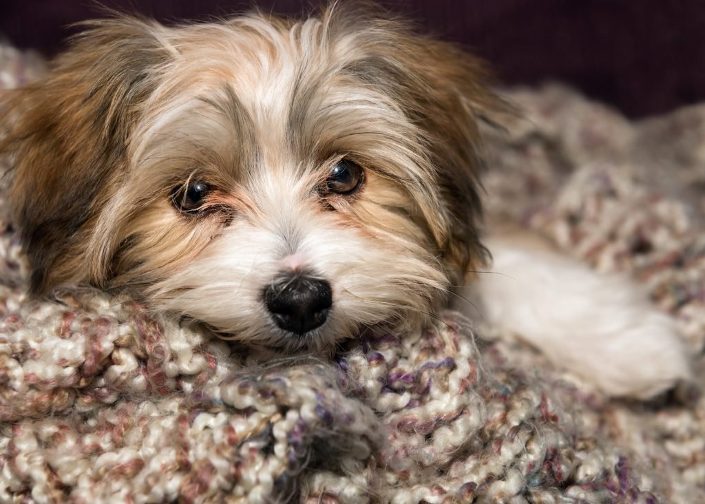 Havanese Adoption Canada - Rescue & Rehoming [2024]