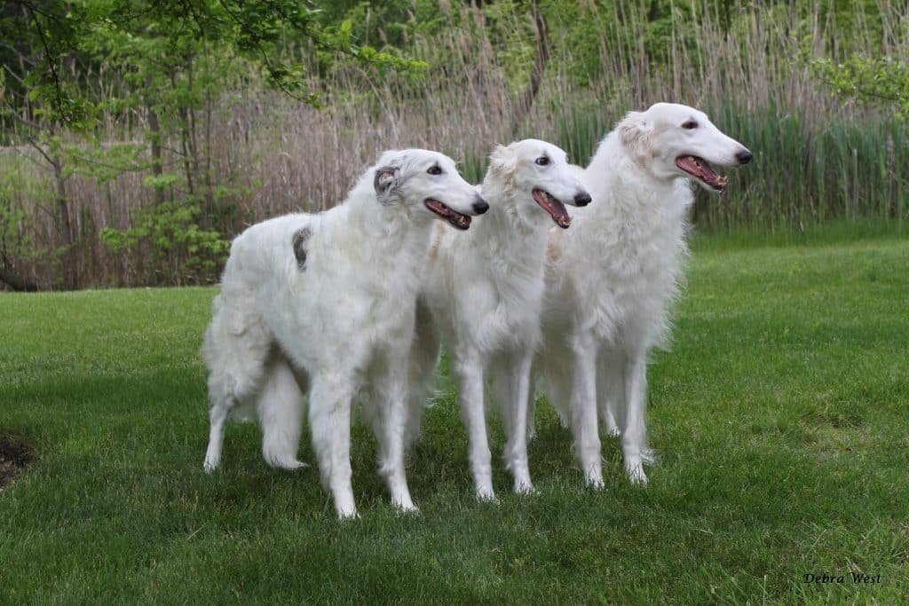 Borzoi Breeders Canada - Puppies For Sale [2024]