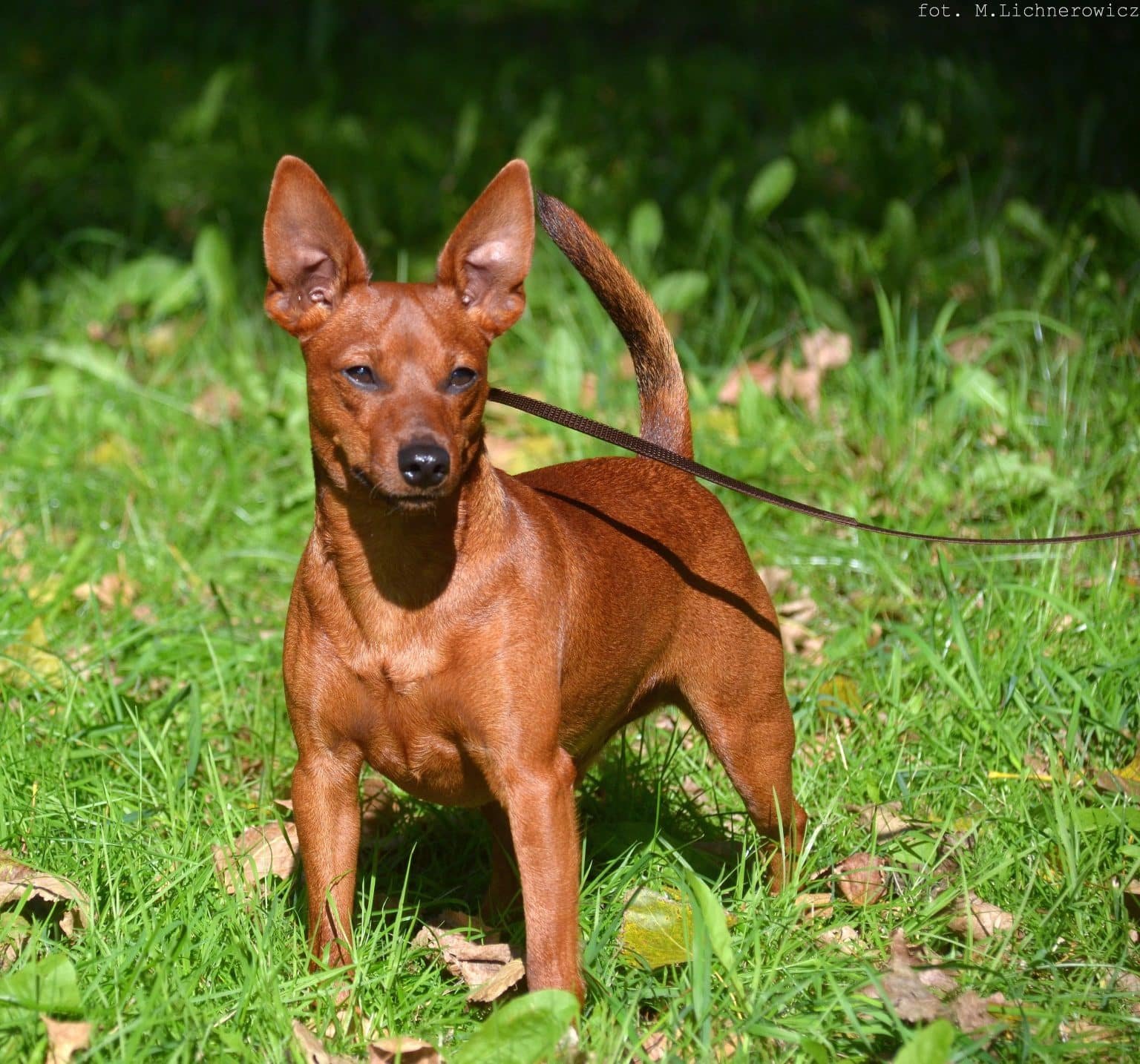 Pinscher à donner : adoption et rescues Québec [2024]