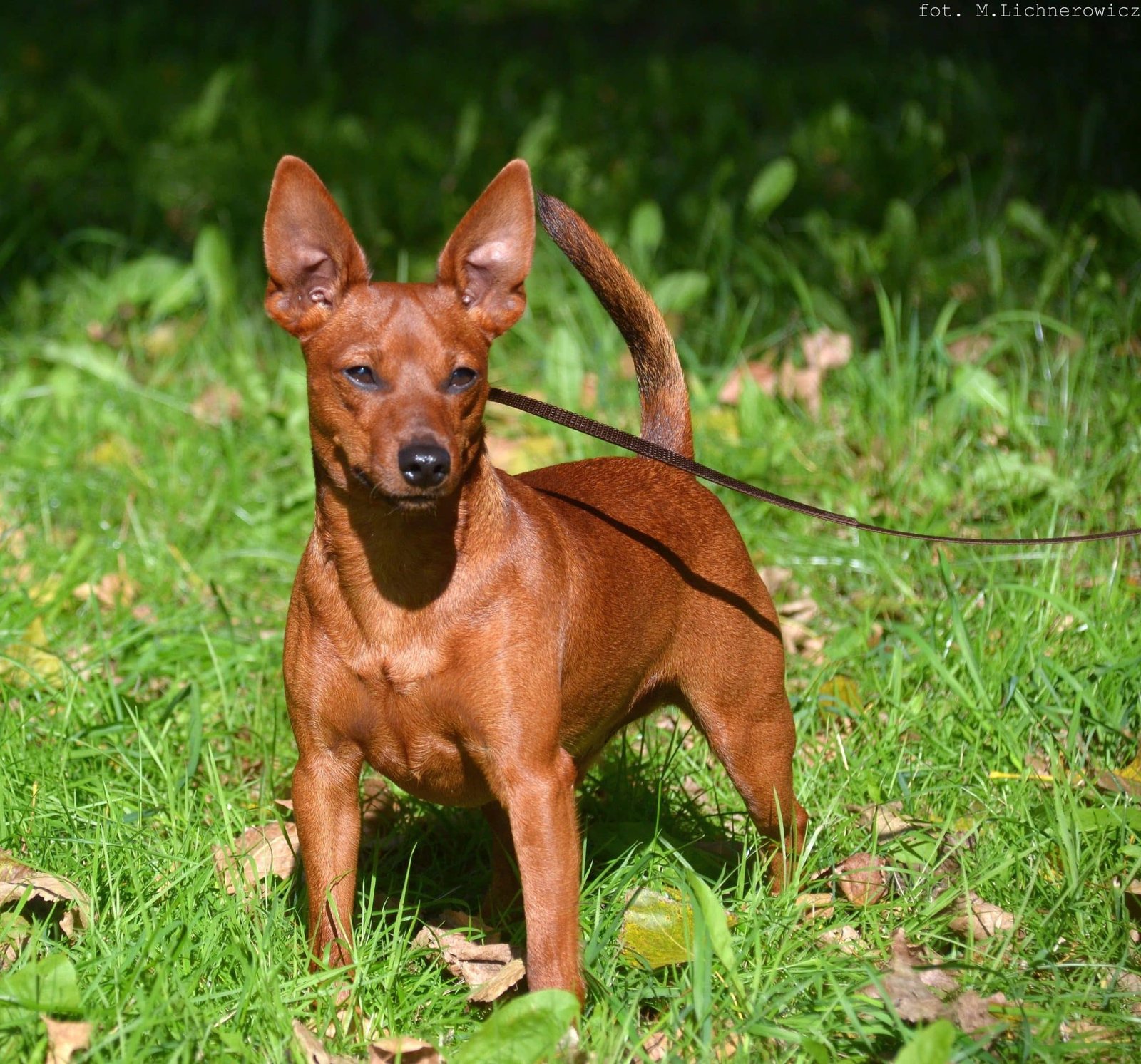 Pinscher à donner : adoption et rescues Québec [2024]