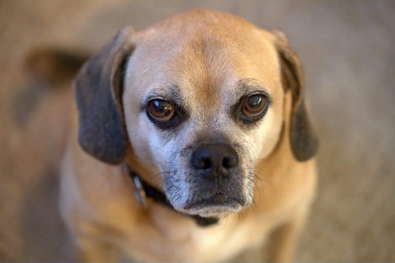 Puggle à donner : adoption et rescues Québec [2024]